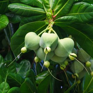 Sea poison tree - Barringtonia asiatica (Care, Characteristics, Flower ...