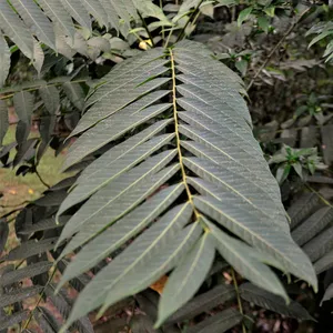 How to Transplant Red cedar? (Ideal time, Methods, and Post Care)