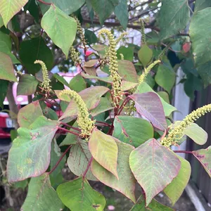 How to Propagate Bleeding heart tree