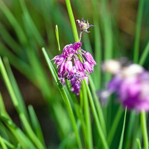 Allium cyathophorumの育て方・栽培方法