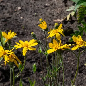 How to Prune Alpine arnica