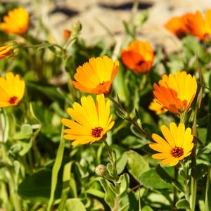 Marigolds - Calendula (Taxonomy, Characteristics, Distribution, Images)
