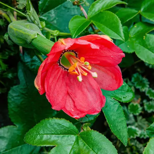 Passiflora mixta - PictureThis