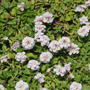 Phyla nodiflora var. minor - Phyla nodiflora var. minor (Taxonomie ...