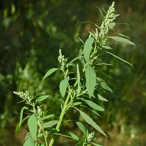 Quelite cenizo (Chenopodium berlandieri) - PictureThis