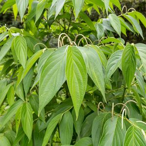 Spiked pepper - Piper aduncum (Taxonomy, Characteristics, Invasive, Images)