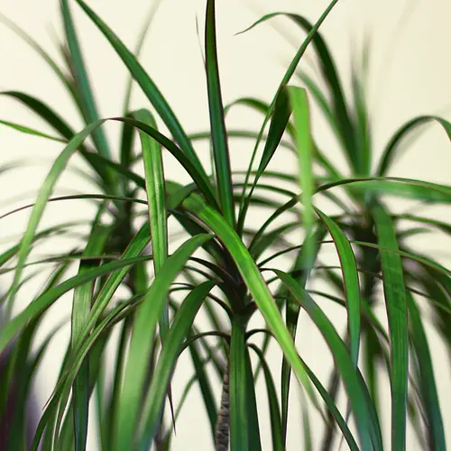 Madagascar dragon-tree (Aloe purpurea) Flower, Leaf, Care, Uses ...