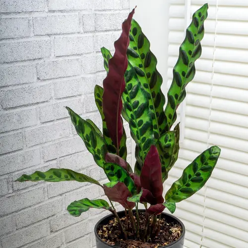 Goeppertia insignis - PictureThis