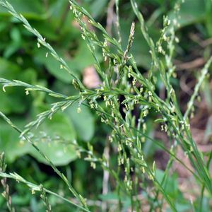 Cómo cultivar y cuidar una Ballica inglesa