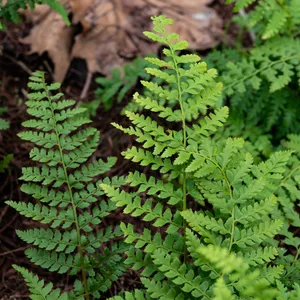 🍀 Cómo cultivar y cuidar una Píjaro