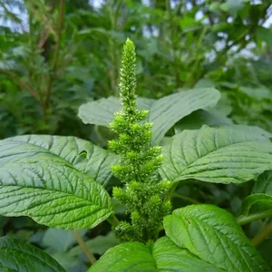 What is the Optimal Temperature for Green amaranth? (Range, Effects ...