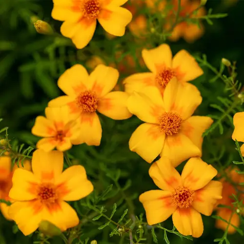 Flor de muerto (Tagetes tenuifolia) - PictureThis