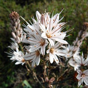 Summer asphodel (Asphodelus aestivus) - PictureThis