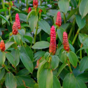 Red button ginger - Costus woodsonii (Care, Characteristics, Flower, Images)