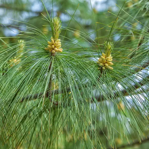 Pino liso (Pinus pseudostrobus) - PictureThis
