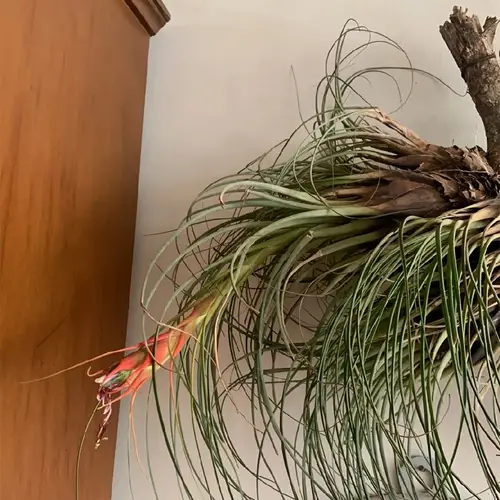 Tillandsia punctulata Flower, Leaf, Care, Uses - PictureThis