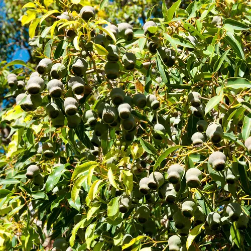 Marri (Corymbia calophylla) - PictureThis
