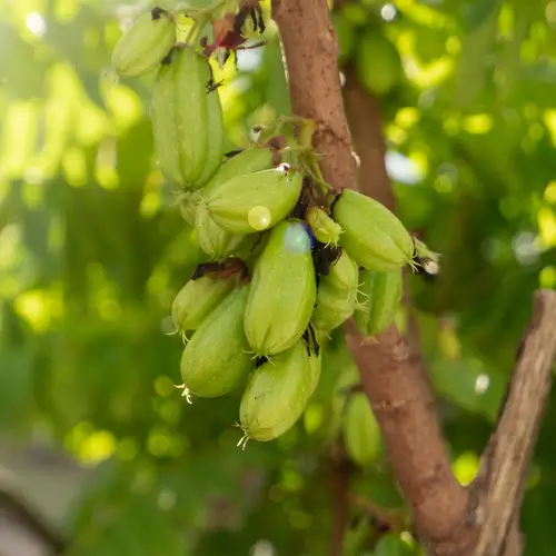 How to Plant and Grow Bilimbi(Averrhoa bilimbi)