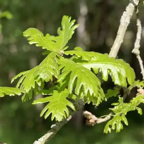 Quercus frainetto - PictureThis