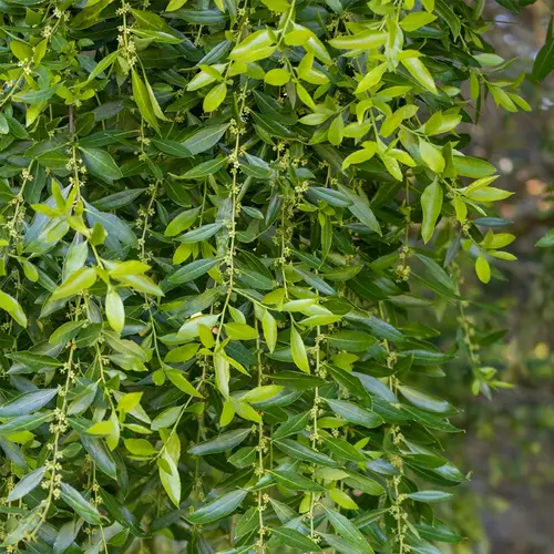 Maitén (Maytenus boaria) - PictureThis