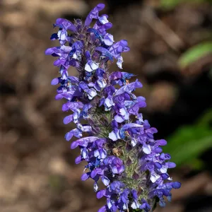 How to Prune Perennial catmint