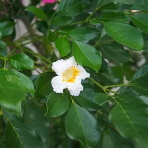 How to Propagate Golden jasmine tree