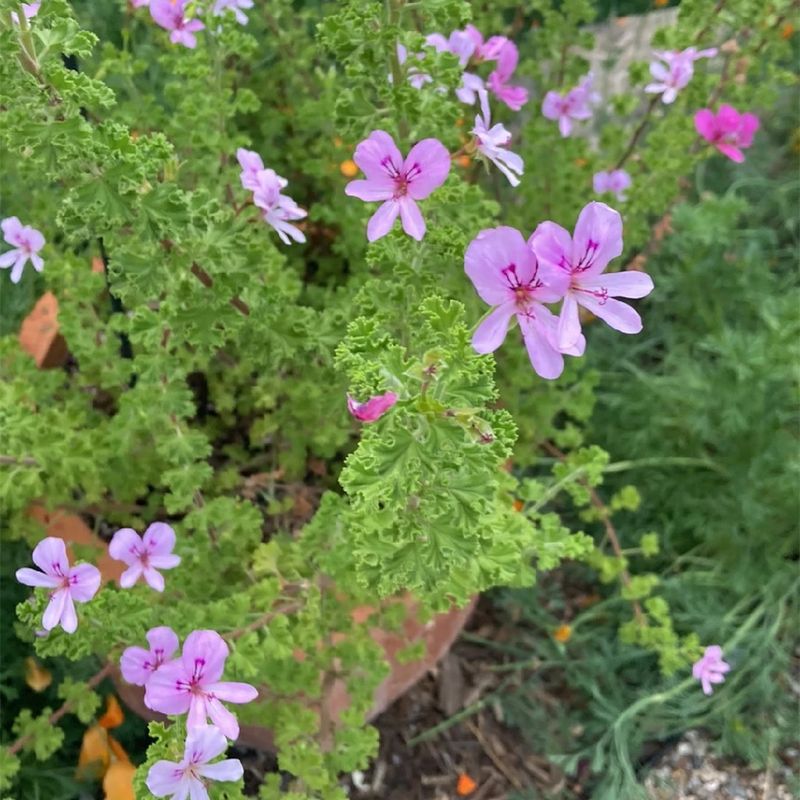 How to Solve Lemon geranium Plant Problems?
