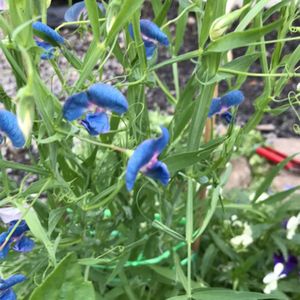 Chícharo - Lathyrus sativus (Cuidado, Características, Flor, Imagens ...