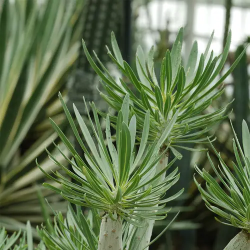 Verode (Kleinia neriifolia) - PictureThis