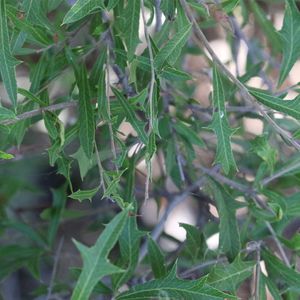 Alectryon - PictureThis