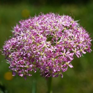 How to Grow and Care for Mutellina