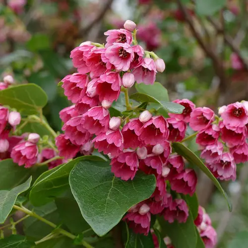 Raque (Vallea stipularis) - PictureThis