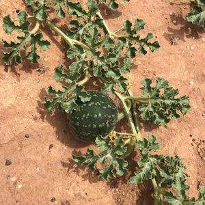 Colocynth - Citrullus colocynthis (Taxonomy, Characteristics ...