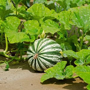 Calabaza de castilla (Cucurbita argyrosperma) - PictureThis