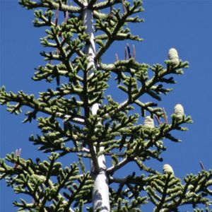 How to Grow and Care for Shasta red fir