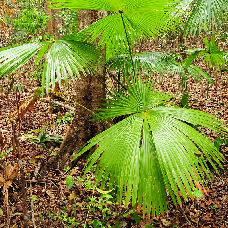 How to Incorporate Round-leaf fountain palm into Your Landscape Design?
