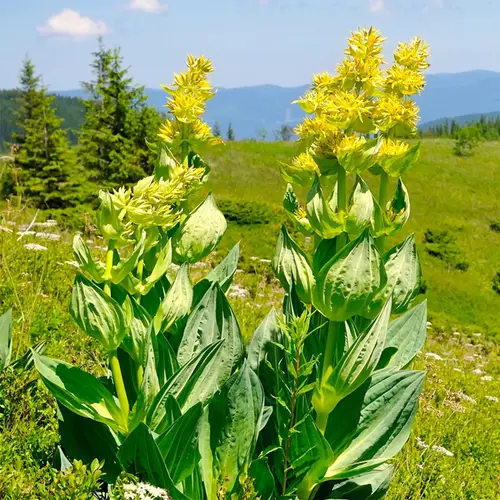 Genciana amarilla (Gentiana lutea) - PictureThis