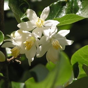 How to Grow and Care for storaxes