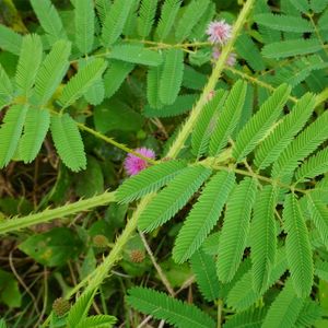 Giant sensitive plant (Mimosa diplotricha) - PictureThis