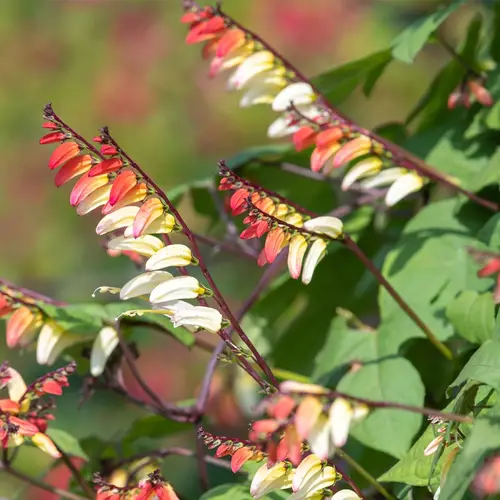 Ipomoea lobata - PictureThis