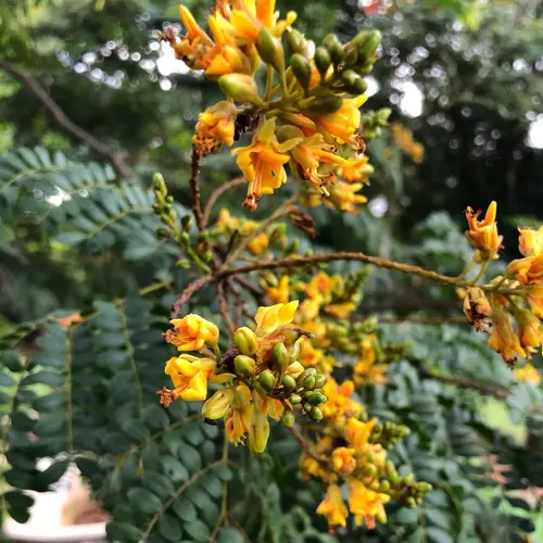 Caesalpinia ferrea - PictureThis