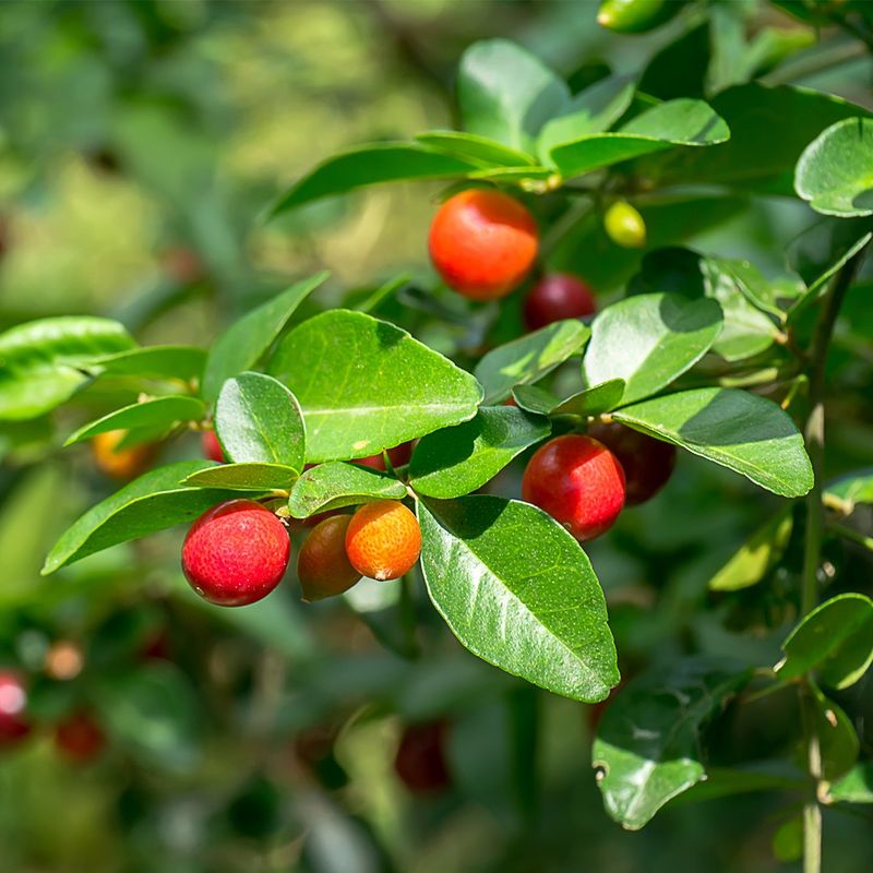 Descubre los Sorprendentes Beneficios de Limoncito: La Joya Oculta de ...