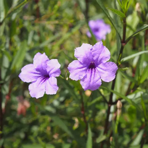 Hierba del toro (Ruellia tuberosa) - PictureThis