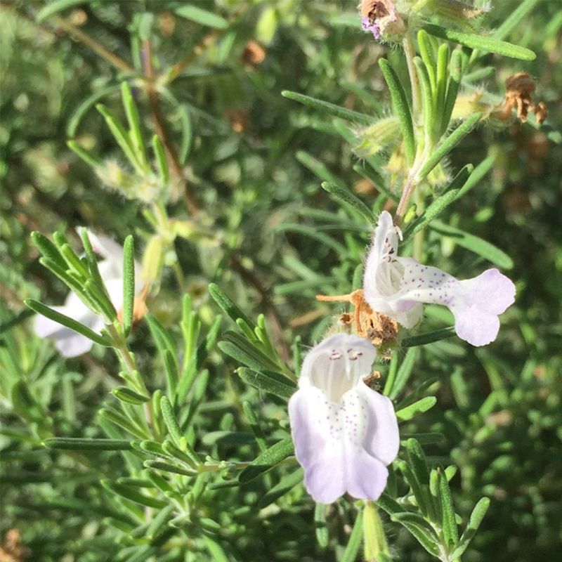 The Language and Meaning of False Rosemary: A Fascinating Floral Tale