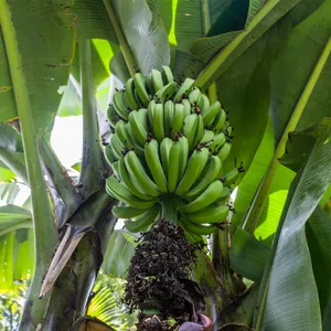 What is the Optimal Temperature for Banana? (Range, Effects, and ...