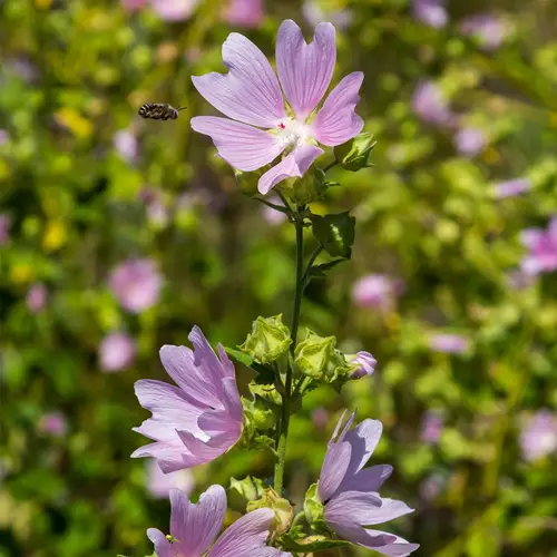 Malva real (Malva thuringiaca) - PictureThis