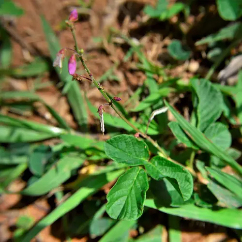 Hoja de pega (Desmodium incanum) - PictureThis