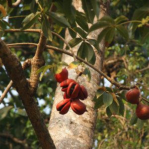 Hazel sterculia - Sterculia foetida (Care, Characteristics, Flower ...