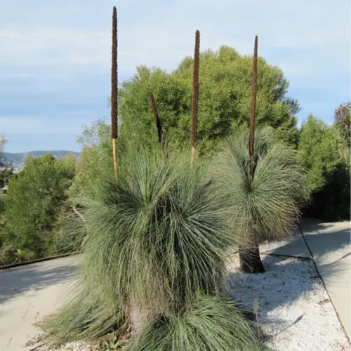 Australian grass tree (Xanthorrhoea preissii) Flower, Leaf, Care, Uses ...