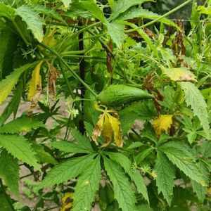 How to Grow and Care for Caigua